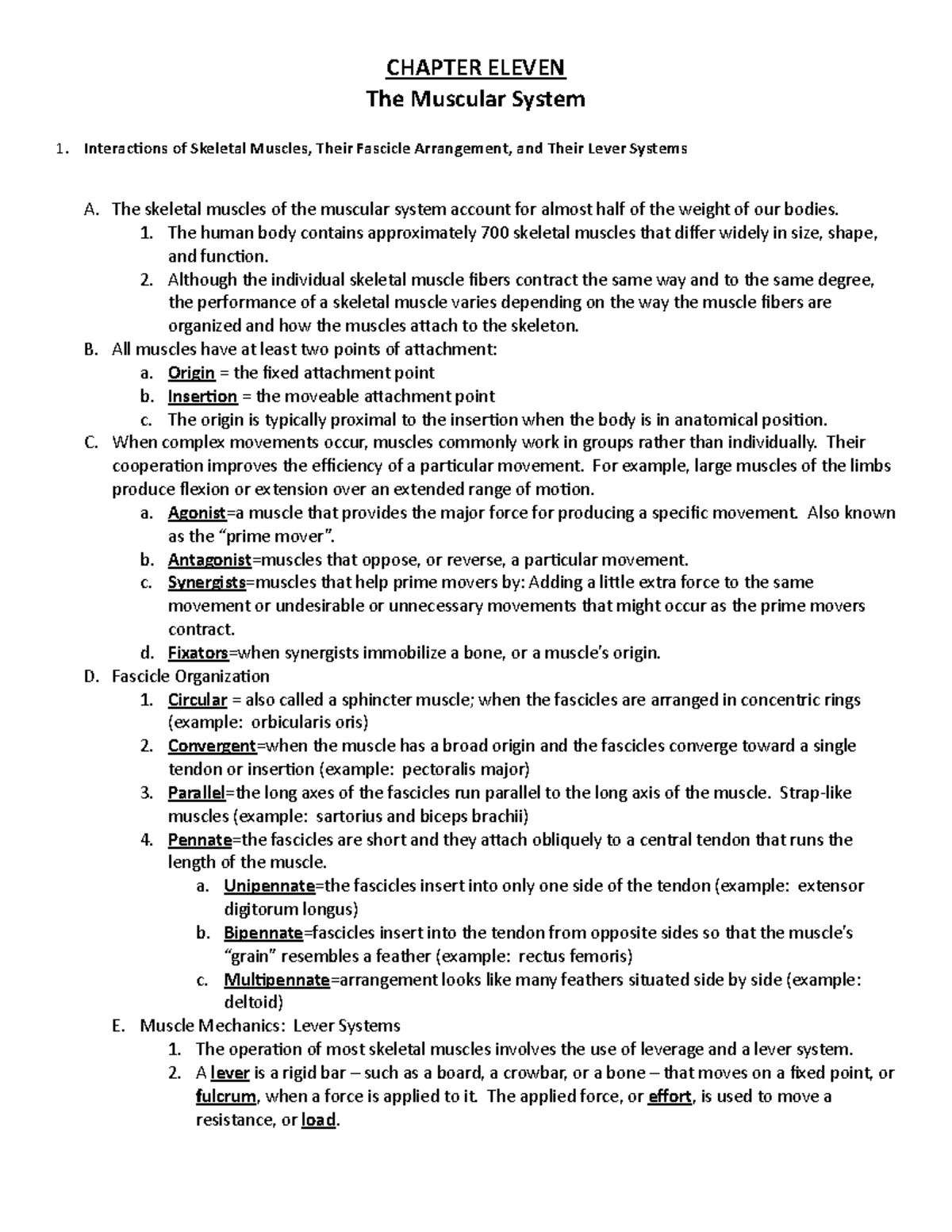 Chapter 11 Outline muscular system - CHAPTER ELEVEN The Muscular System ...