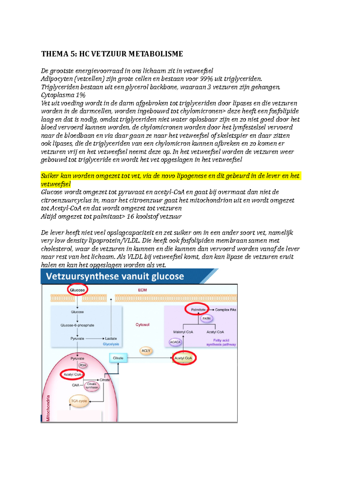 Thema 5 HC vetzuurmetabolisme deel 1 - THEMA 5: HC VETZUUR METABOLISME ...