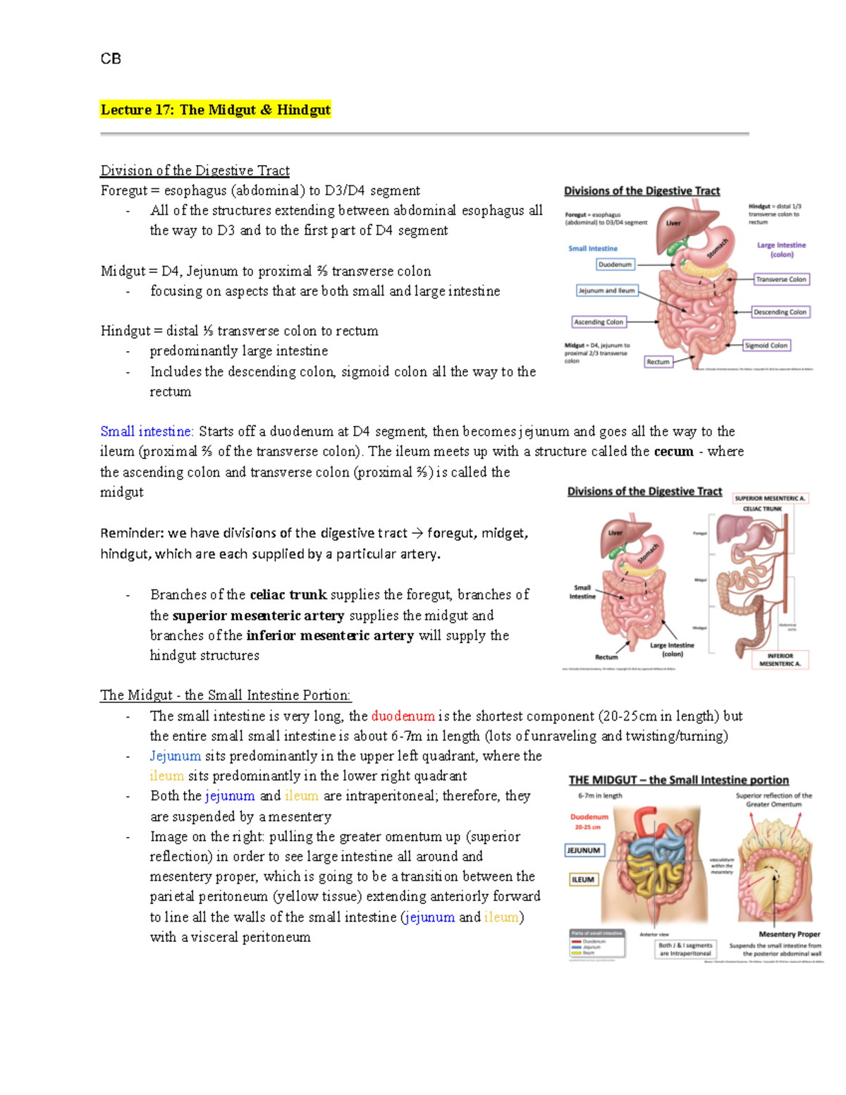 L17 - Dr. Ventura - Lecture 17: The Midgut & Hindgut Division of the ...