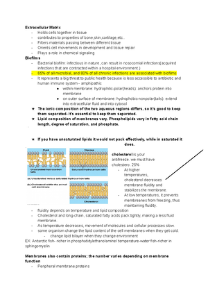 Erythrocyte Disorders - Erythrocyte Disorders -hematopoiesis -Erythropoiesis: red blood cell ...