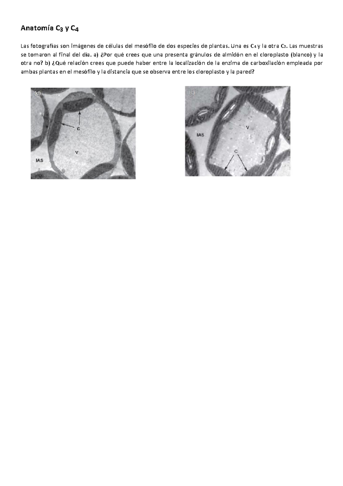 Seminario 16 - Parte de G - Anatomía C 3 y C 4 Las fotografías son ...