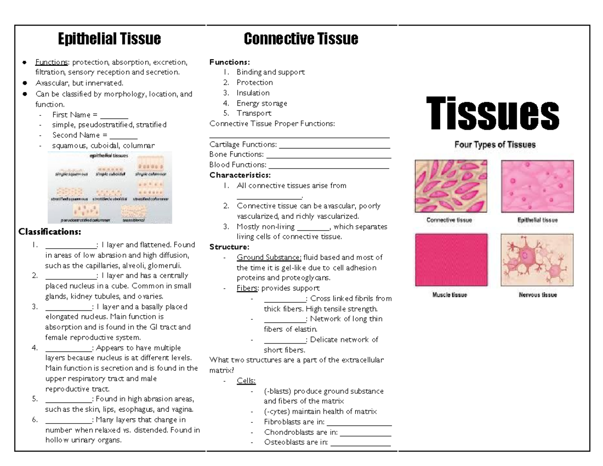 Tissues Brochure - anatomy note - Epithelial Tissue Connective Tissue ...