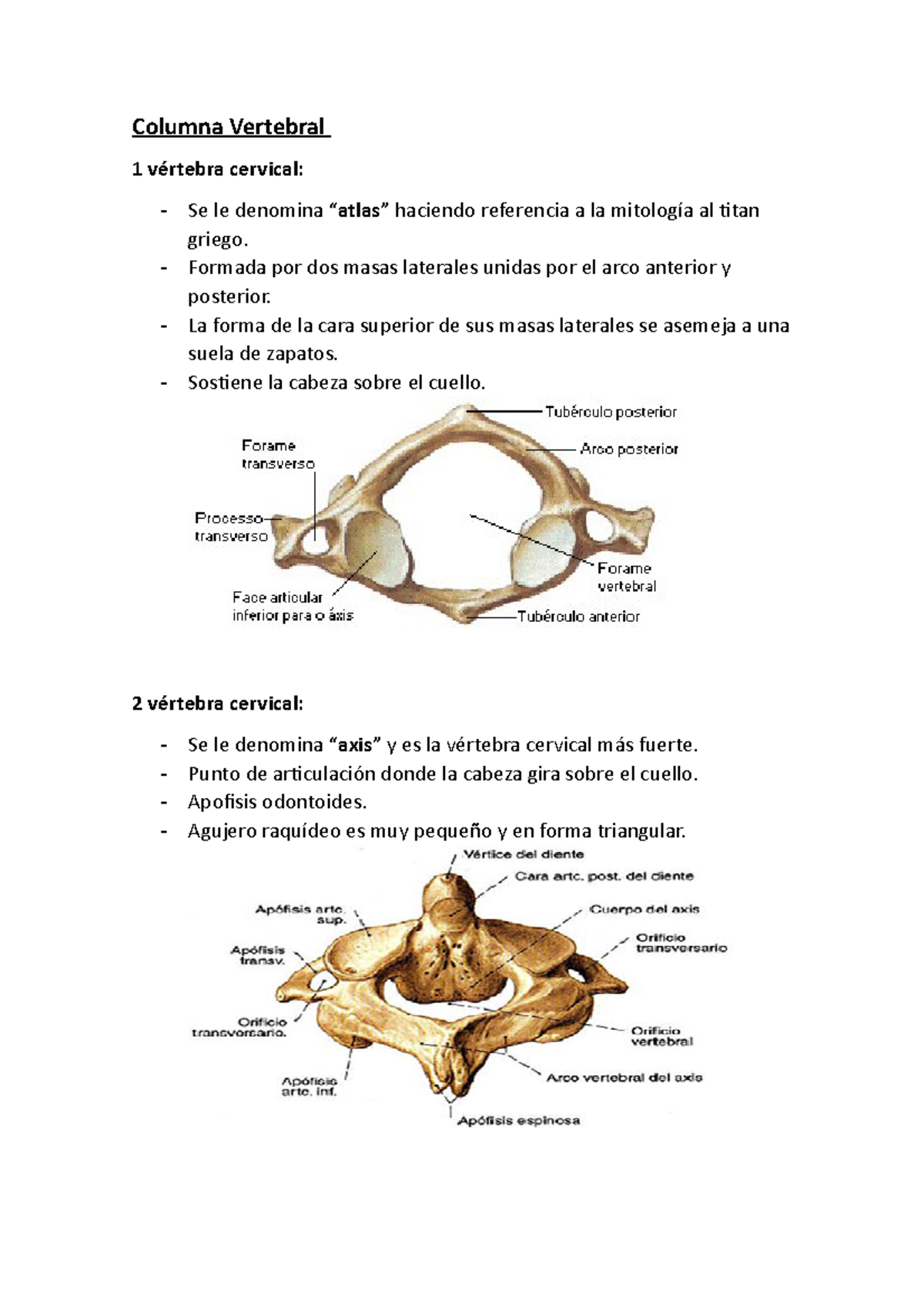 columa vertebral, generalidades, vertebras especificas - Columna ...