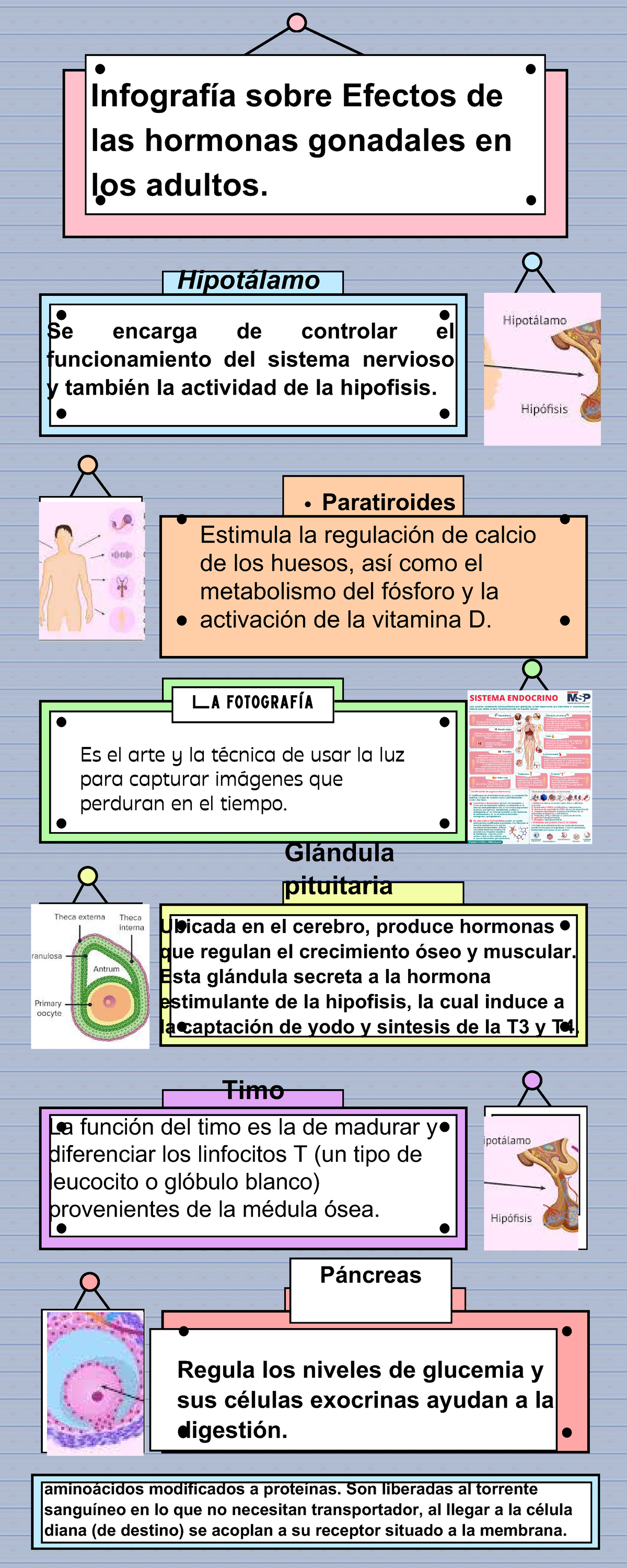 Infografia Hormonas - La fotografía Páncreas Estimula la regulación de calcio de los huesos, así ...