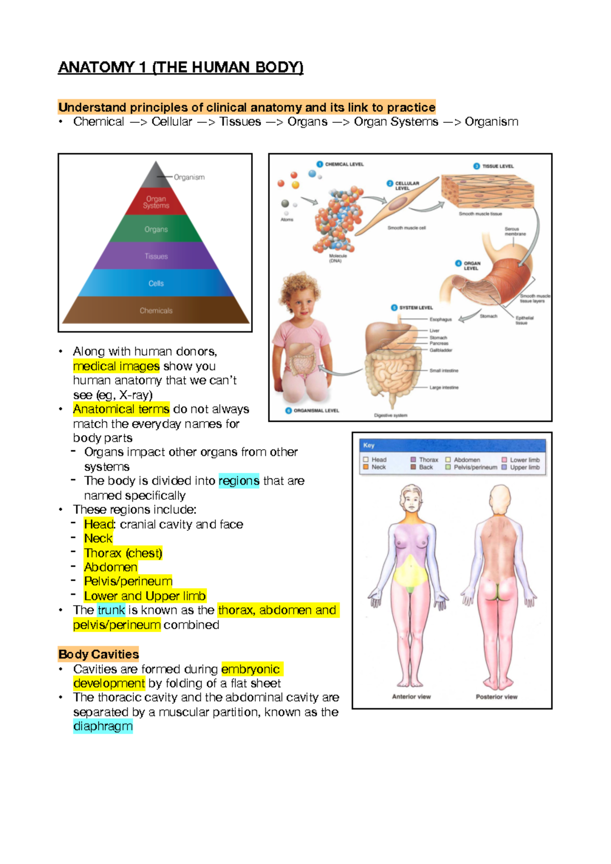 Foundations Anatomy - ANATOMY 1 (THE HUMAN BODY) Understand principles ...