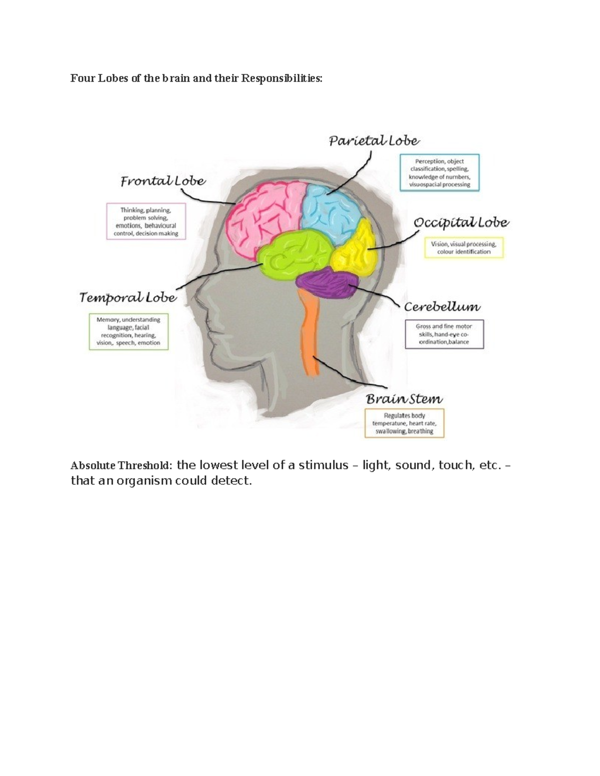 Psychology Study Guide pt2 - Four Lobes of the brain and their ...