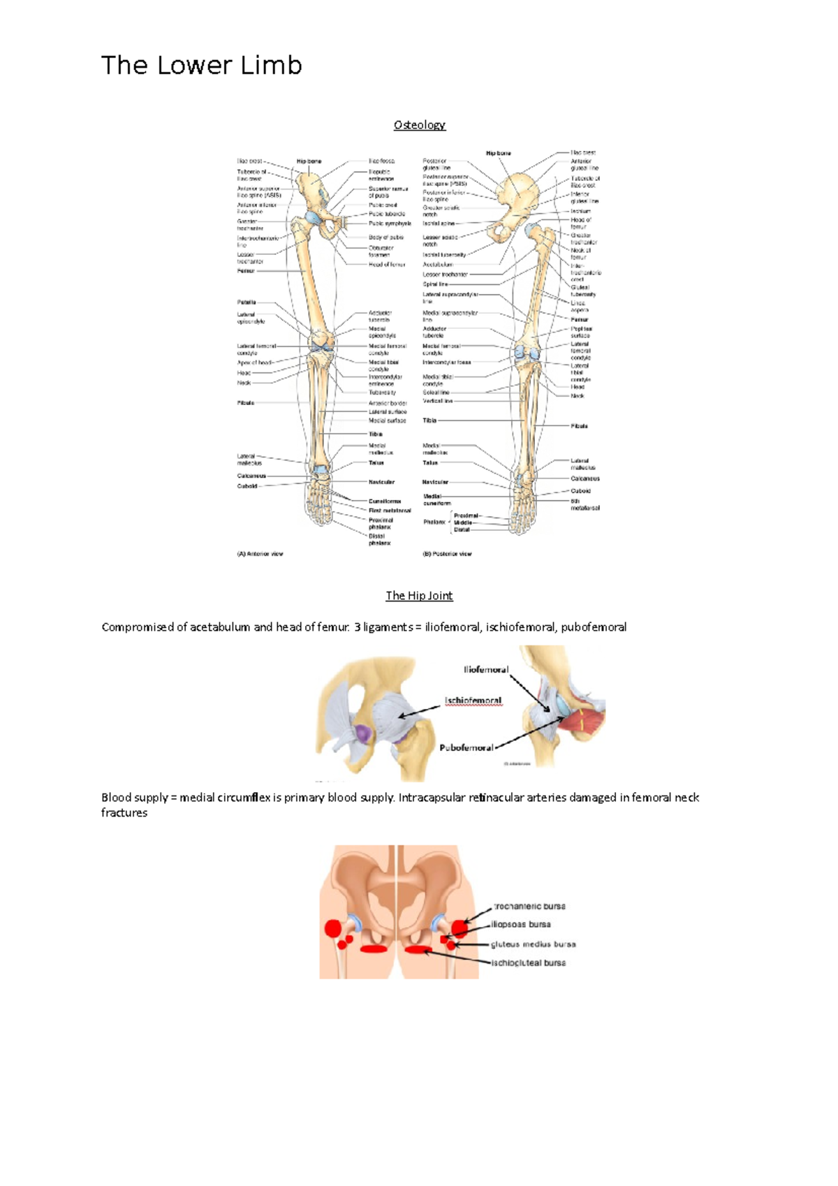 MSK Anatomy - Raniya - Lecture notes all MSK - Osteology The Hip Joint ...
