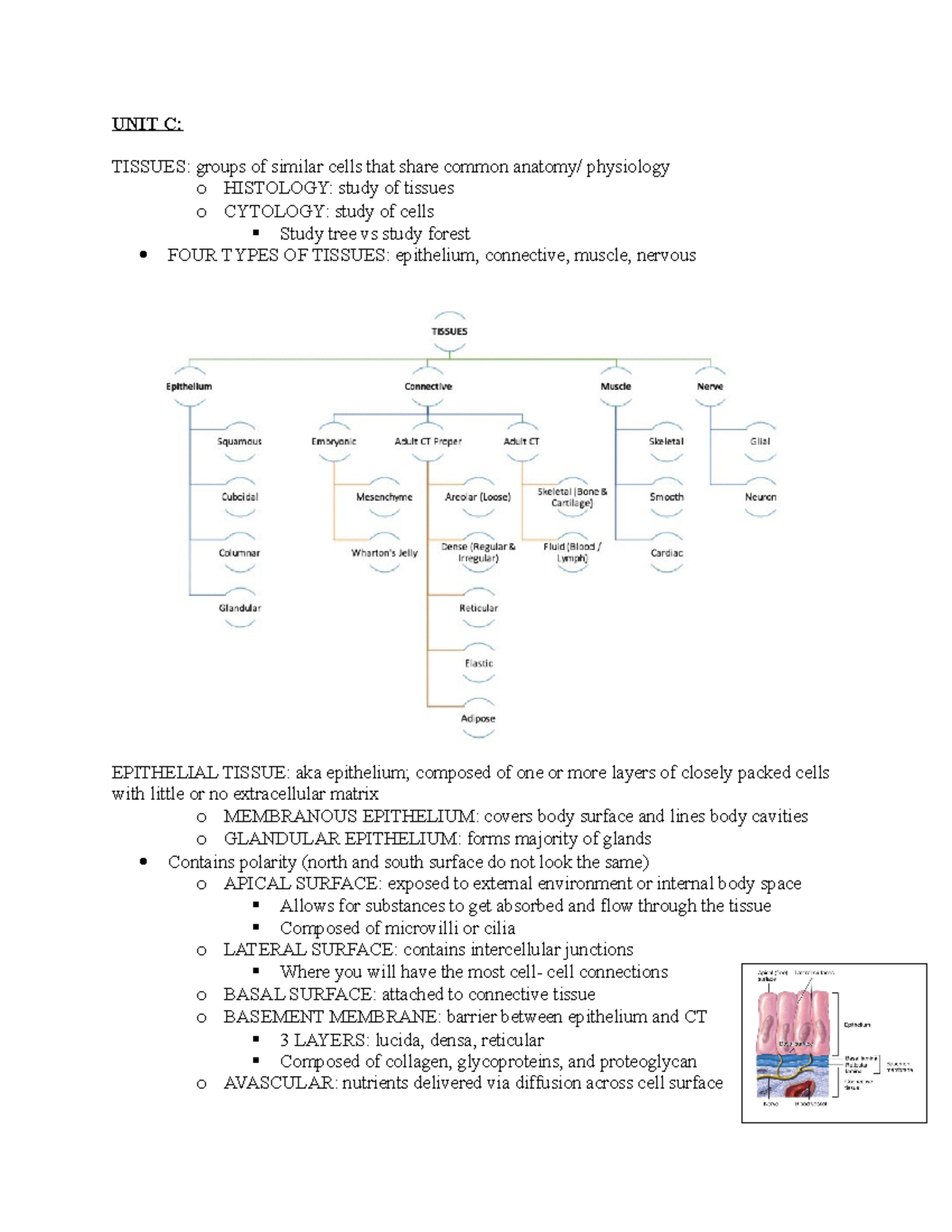 UNIT C - Lecture notes 3 - UNIT C: TISSUES: groups of similar cells ...
