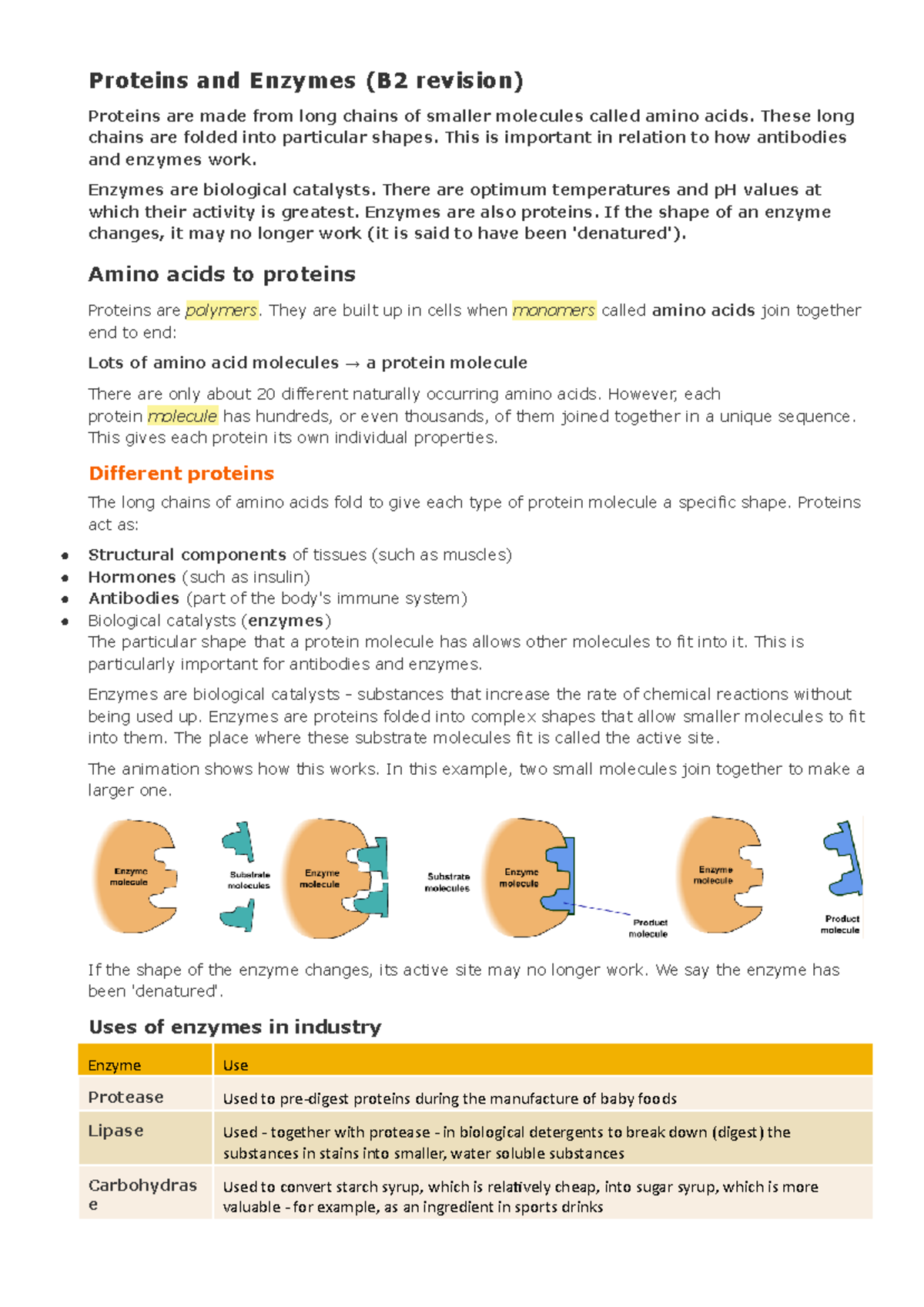 Proteins and Enzymes exam questions B2.docx - Google Docs - Proteins ...