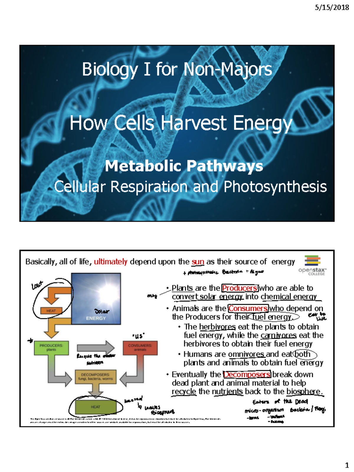 BIO 101 Mod 6 Metabolic Pathways slides - Biology I for Non-Majors ...