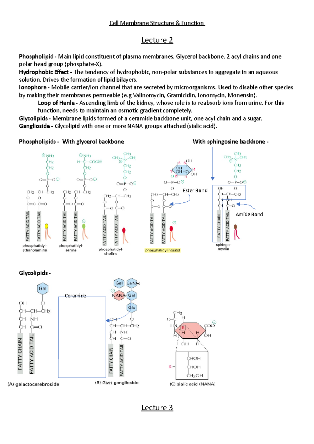Cell Membrane Structure & Function Notes - Cell Membrane Structure &amp ...