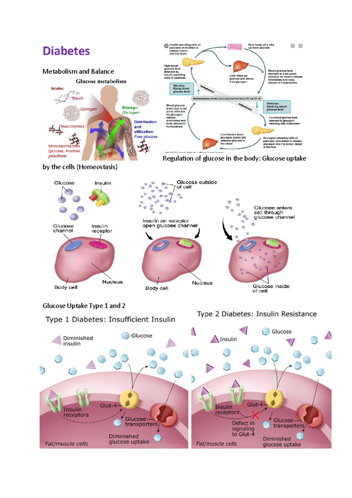 Diabetes Exam Notes - Diabetes Metabolism and Balance Regulation of ...