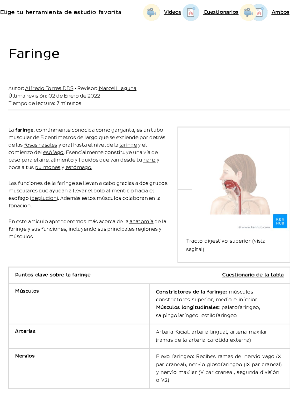 Faringe (garganta): Músculos, arterias y nervios Kenhub ...