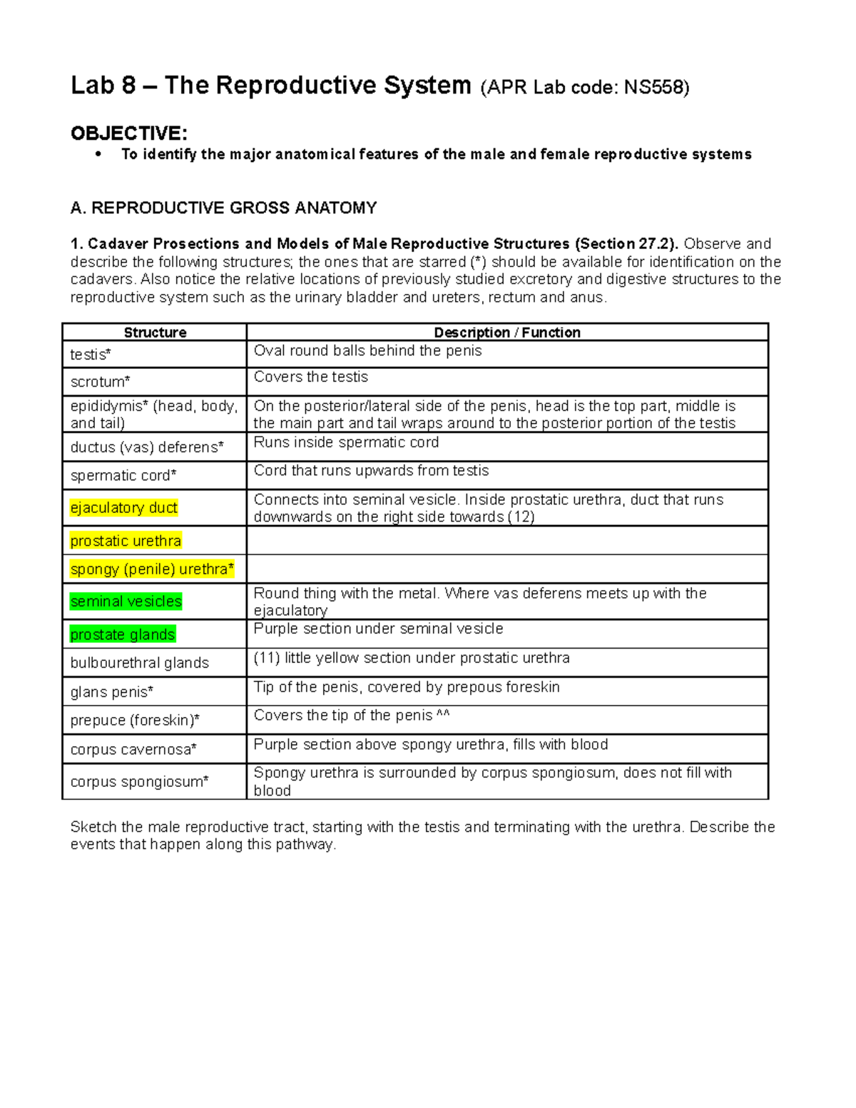 Lab 8 - The Reproductive System - Lab 8 – The Reproductive System (APR ...