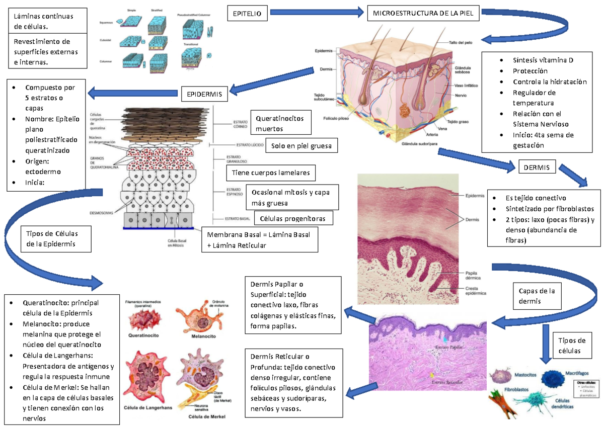 Microestructura DE LA PIEL - MICROESTRUCTURA DE LA PIEL EPITELIO ...