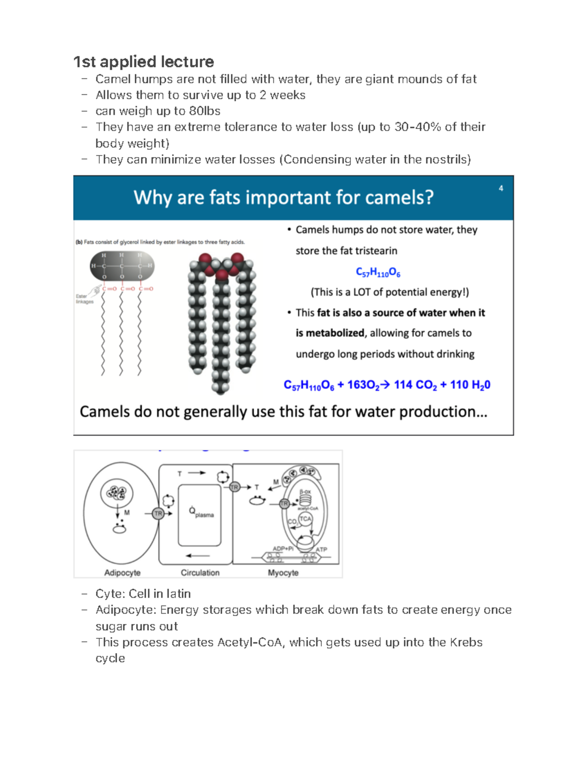 1st applied lecture - notes - – – – – – – – 1st applied lecture Camel ...
