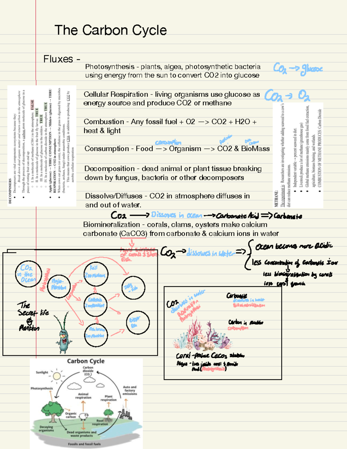 The Carbon Cycle - The Carbon Cycle Fluxes - Photosynthesis - plants ...