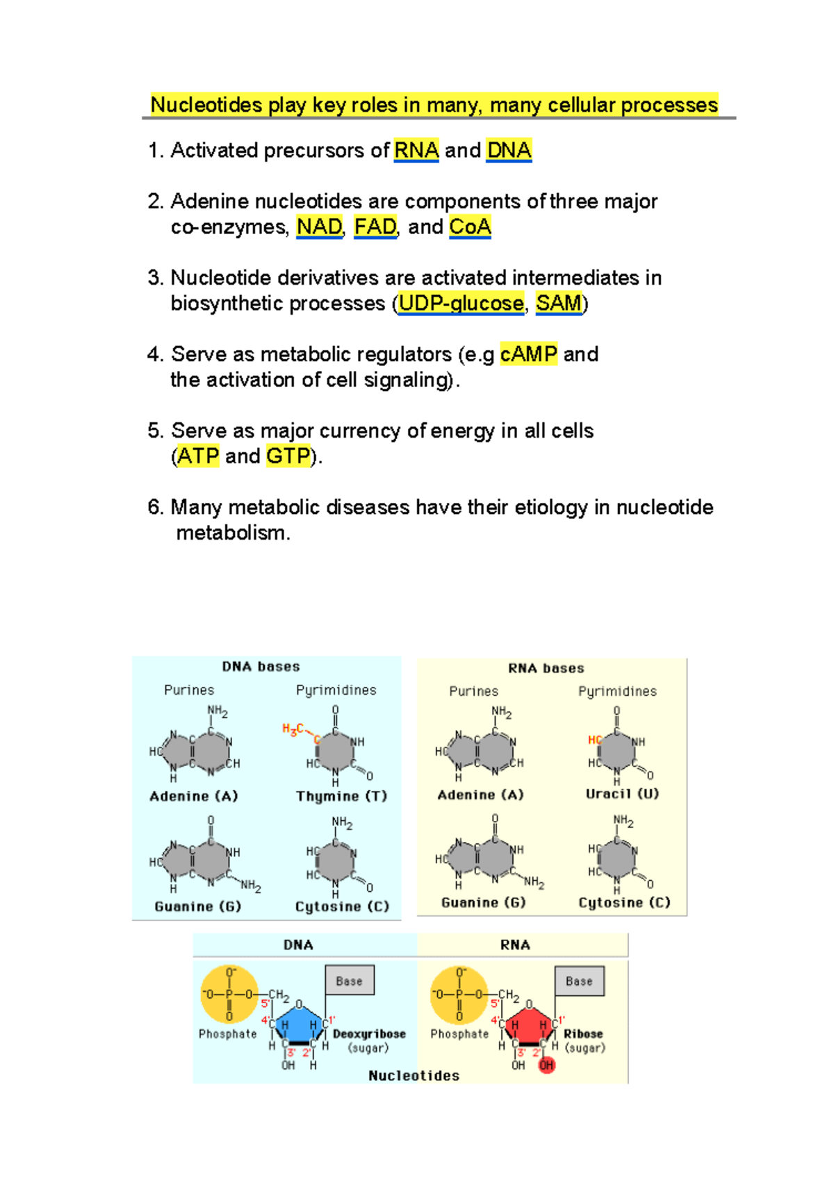 Purine Metabolism - Nucleotides play key roles in many, many cellular ...