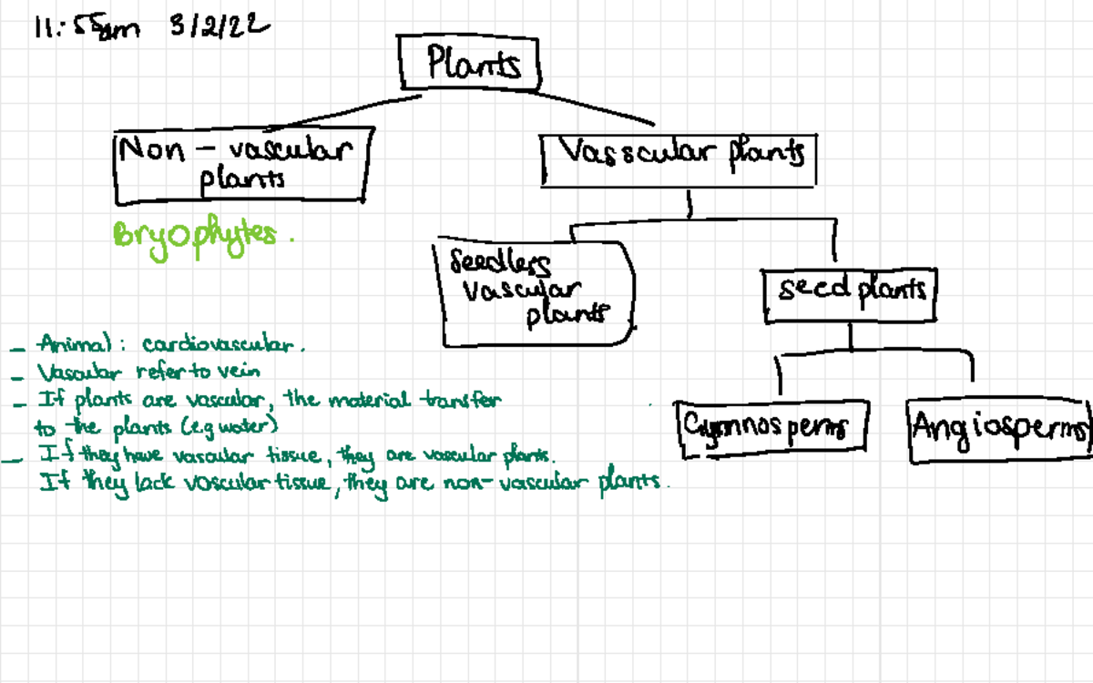 Biol 231 Bryophytes - Prof Mike Taylor - 11 :55am 3/2/ _/Plan¥ Non ...