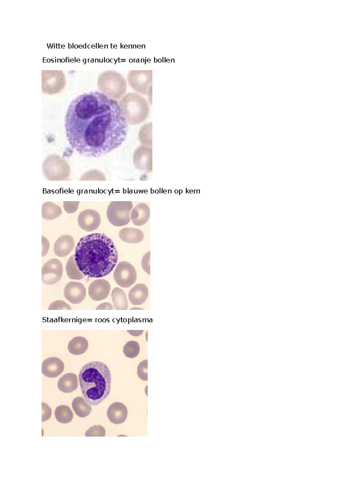 Witte bloedcellen te kennen - Labo hematologie - Witte bloedcellen te ...