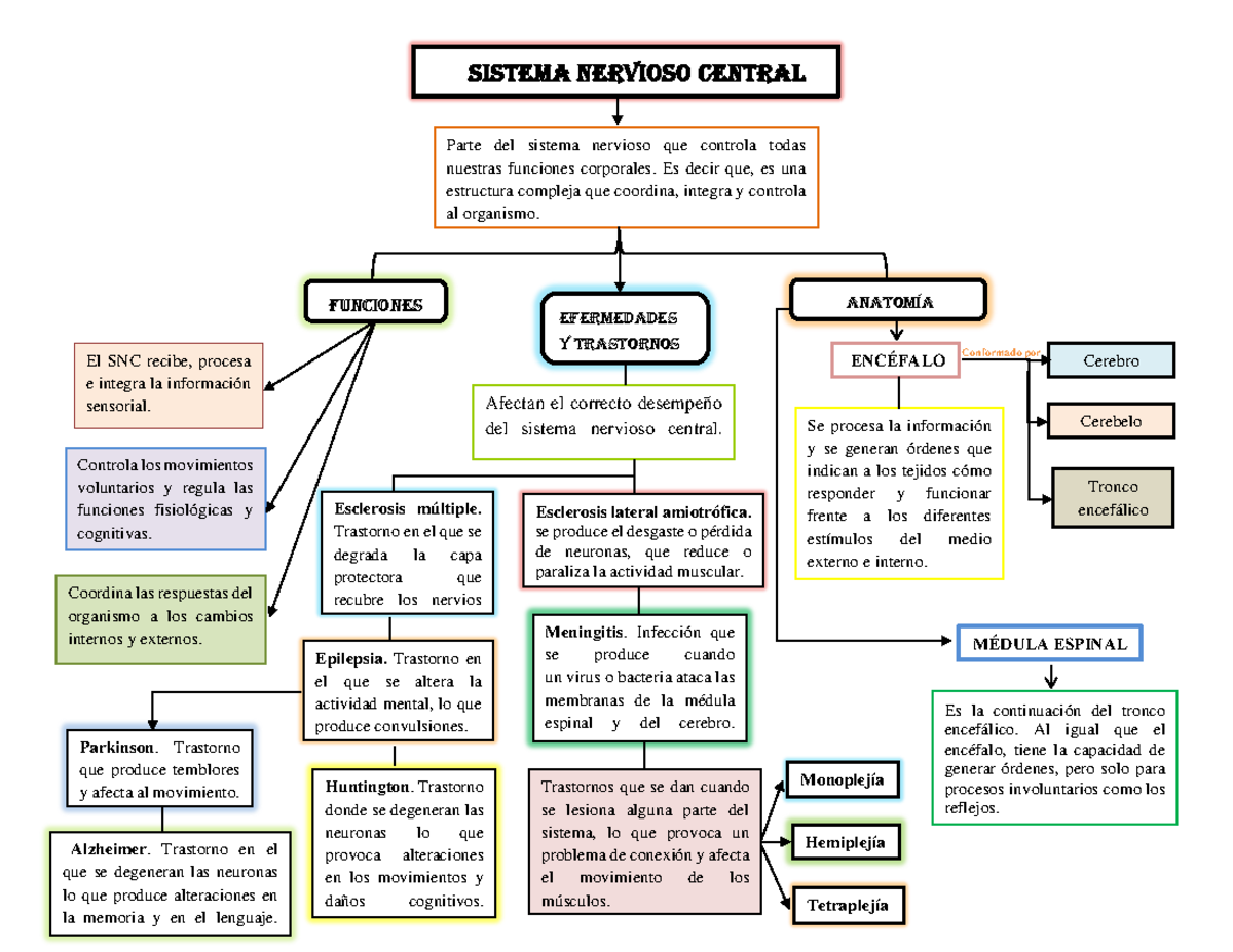 Organizador Gráfico DEL SISTEMA NERVIOSO CENTRAL - SISTEMA NERVIOSO ...