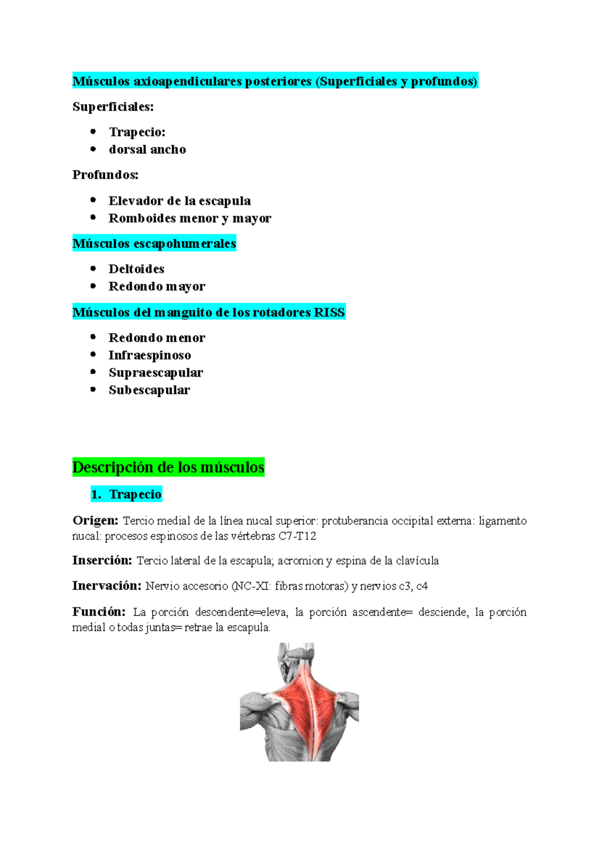 Musculos axioapendiculares Posteriores - Trapecio Origen: Tercio medial ...