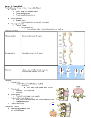 Lecture 18 LE II - Lower extremity fascia, innervations, deep veins ...