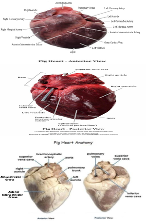 WEEK 2 Human BODY Homeostasis AND Pathophysiology - HUMAN BODY ...