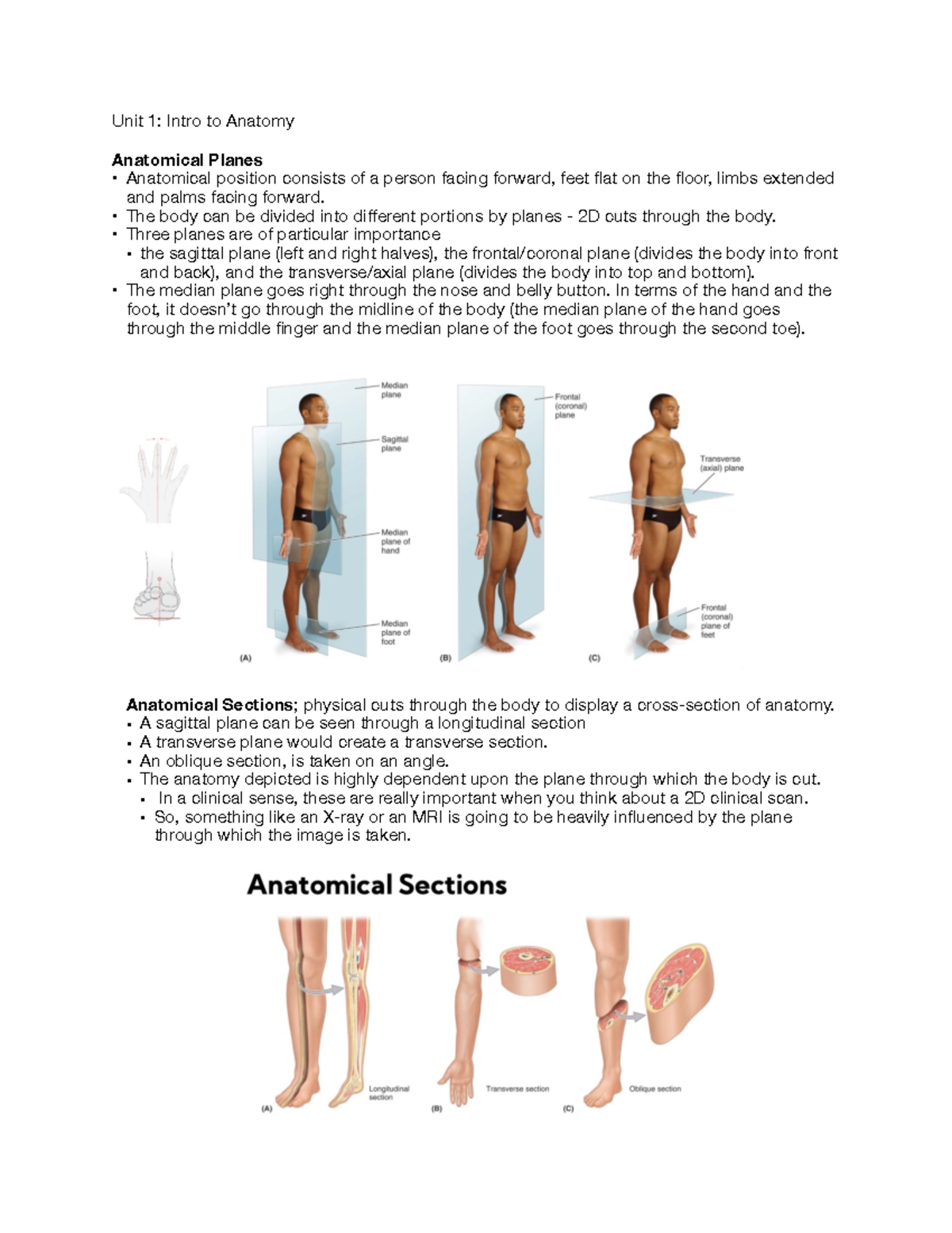 Human Anatomy Notes - Hth Sci 3D03 - McMaster - Studocu