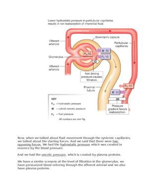 General physio lecture 2 - I. Atoms, ions, and chemical bonds A. Atoms 1. An atom is the ...