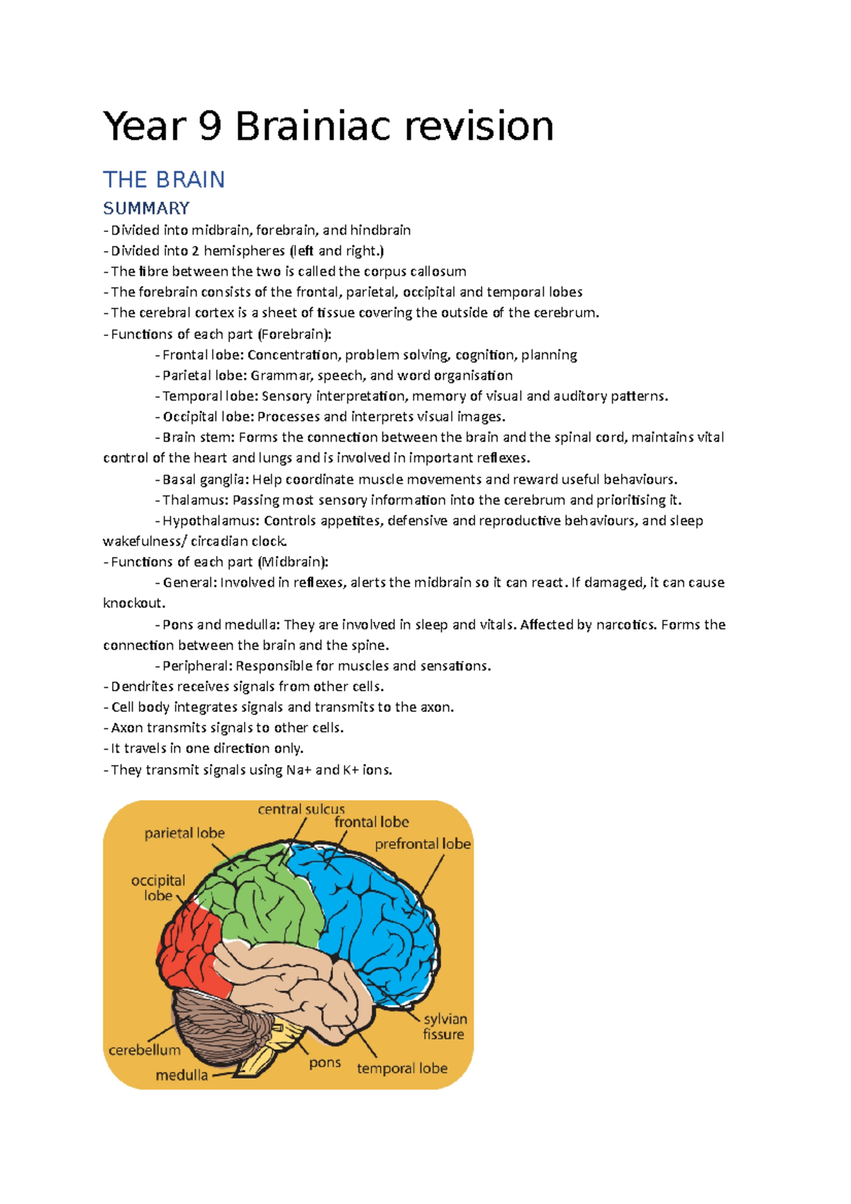Brainiac Dump sheet - Year 9 Brainiac revision THE BRAIN SUMMARY ...
