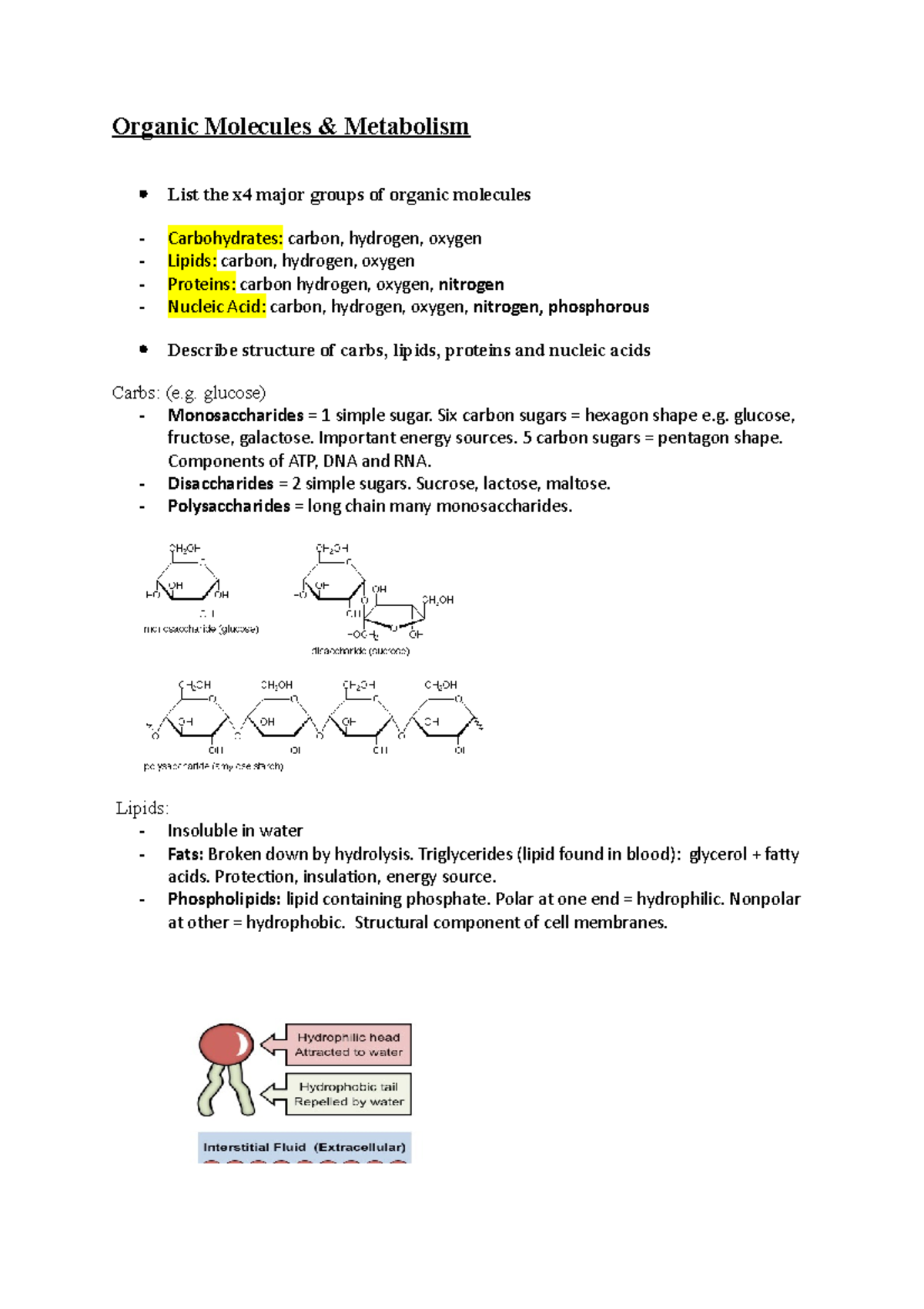 BMS161 Notes - Organic Molecules & Metabolism List the x4 major groups ...