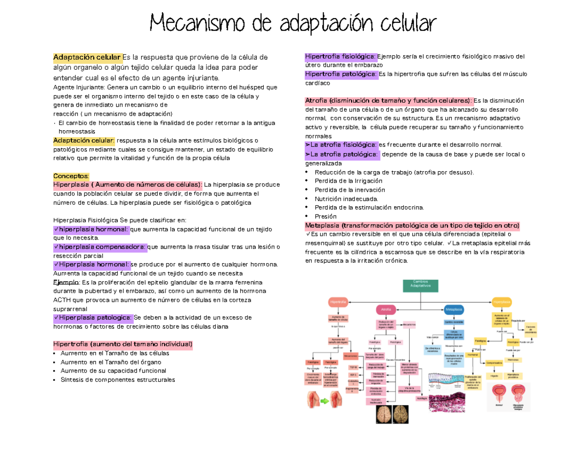 Fisiopatología Mecanismos de adaptación Celular 2 ...