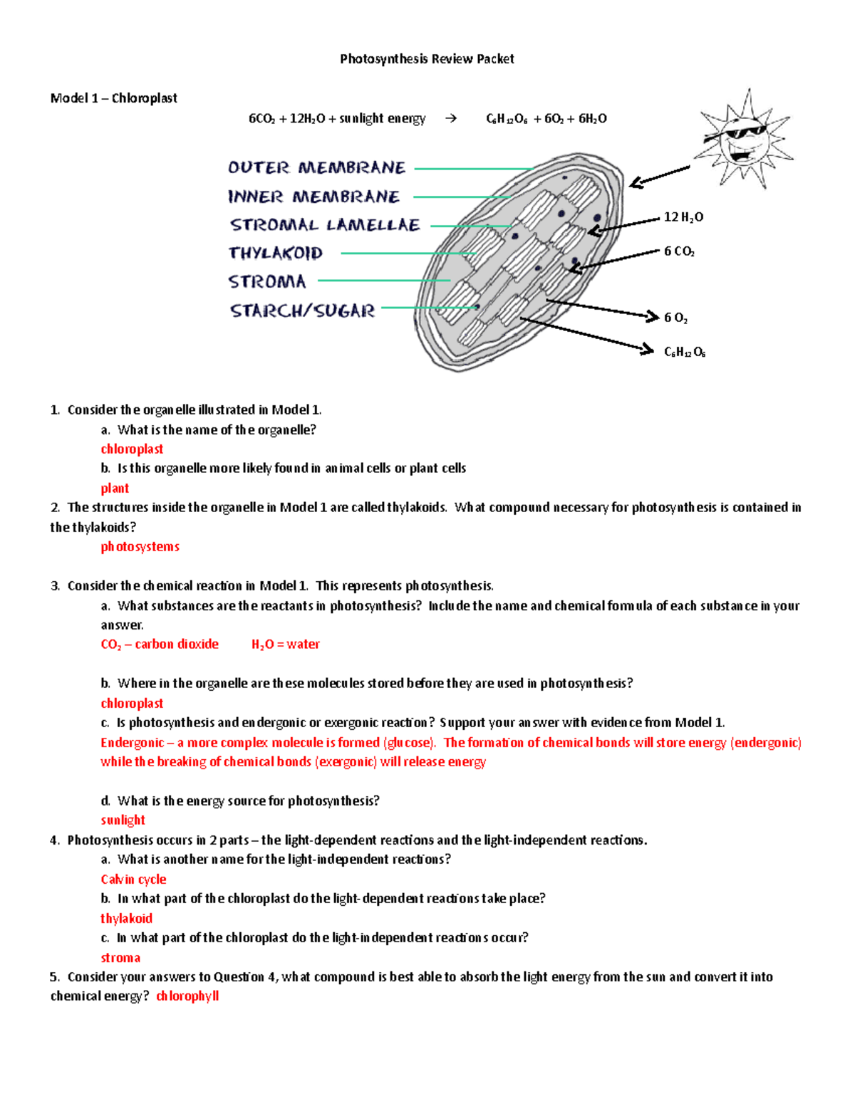 Photosynthesis Review Packet Key - Photosynthesis Review Packet Model 1 ...