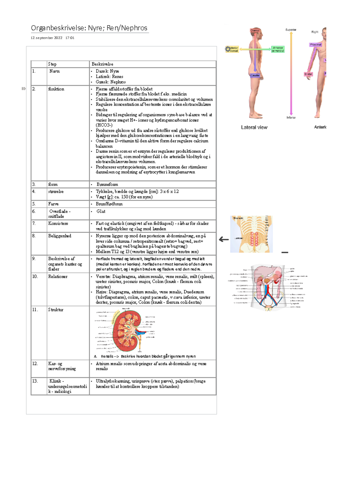 Organbeskrivelse nyrer - Organbeskrivelse: Nyre; Ren/Nephros september ...