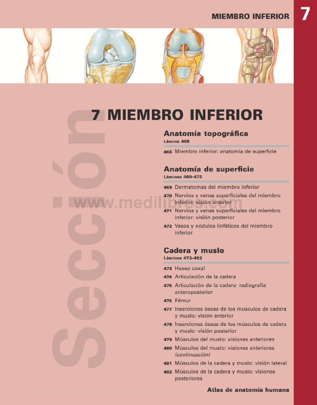 Netter 6° Ed- Menbro - Inferior - 7 wwv MIEMBRO INFERIOR A n a to m ía ...