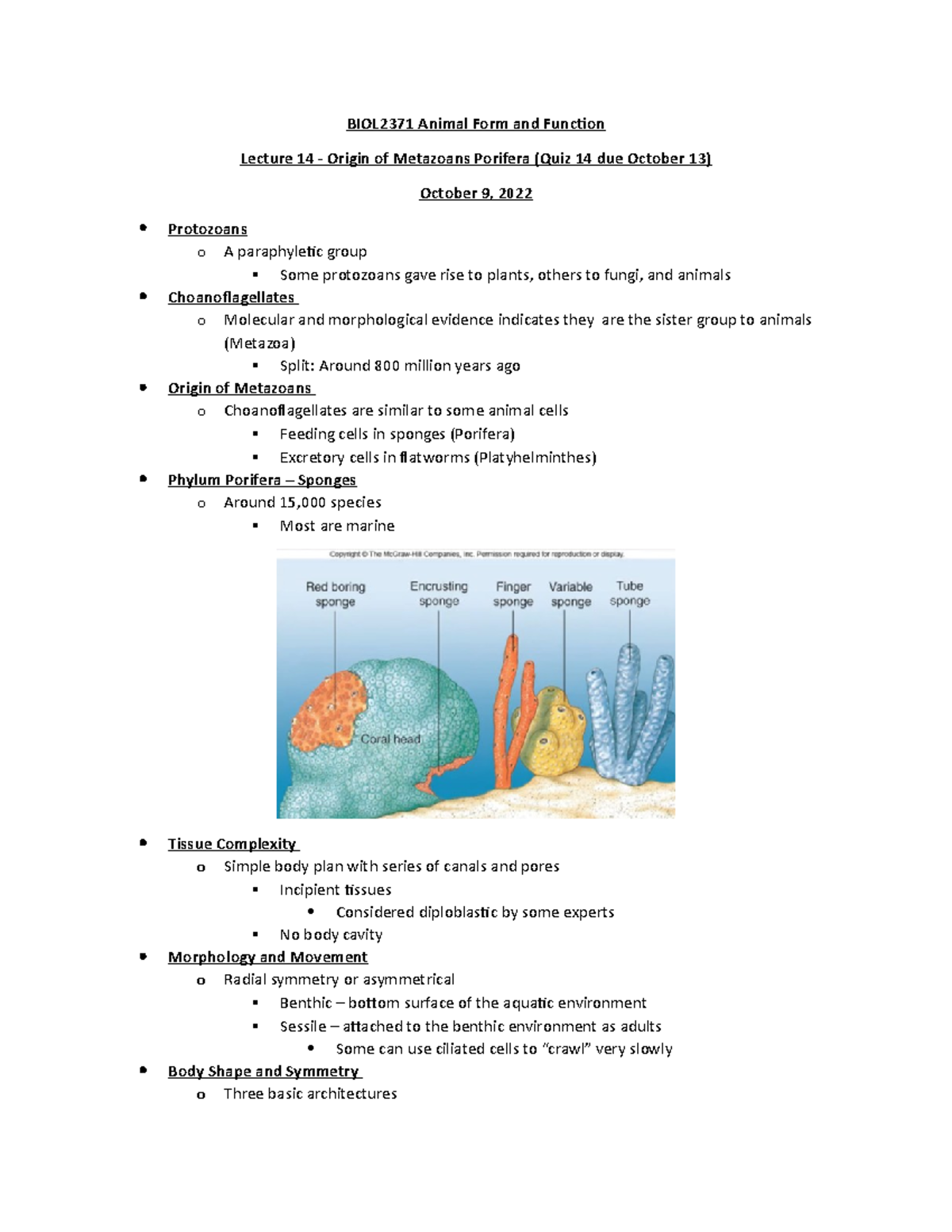 BIOL2371 Lecture 14 Origin of Metazoans Porifera - BIOL2371 Animal Form ...