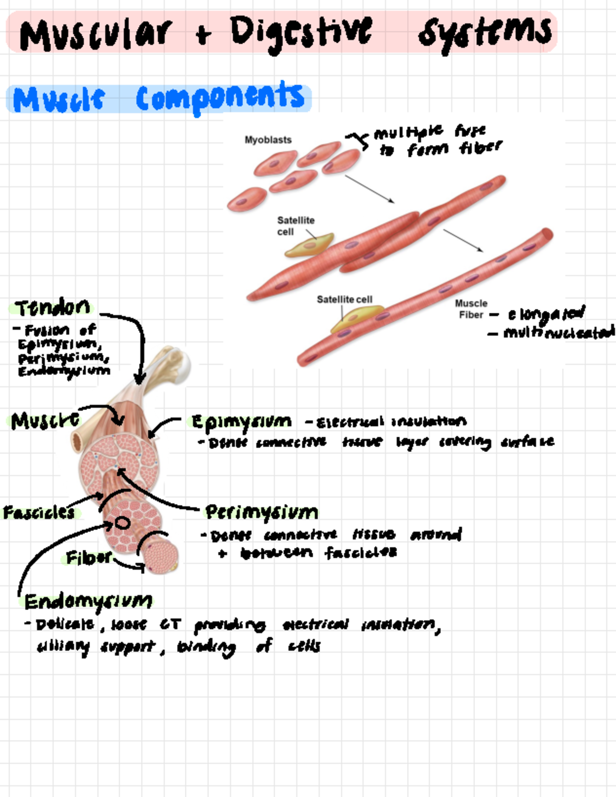 Muscular System - Detailed notes from class lectures and videos ...