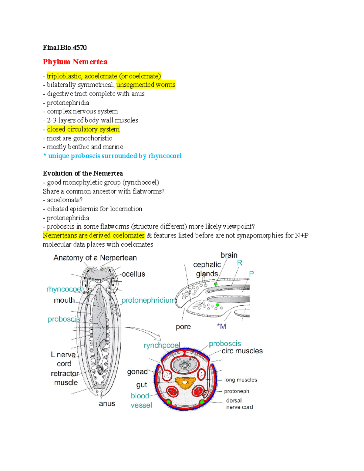 Final Bio 4570 - Final Bio 4570 Phylum Nemertea triploblastic ...