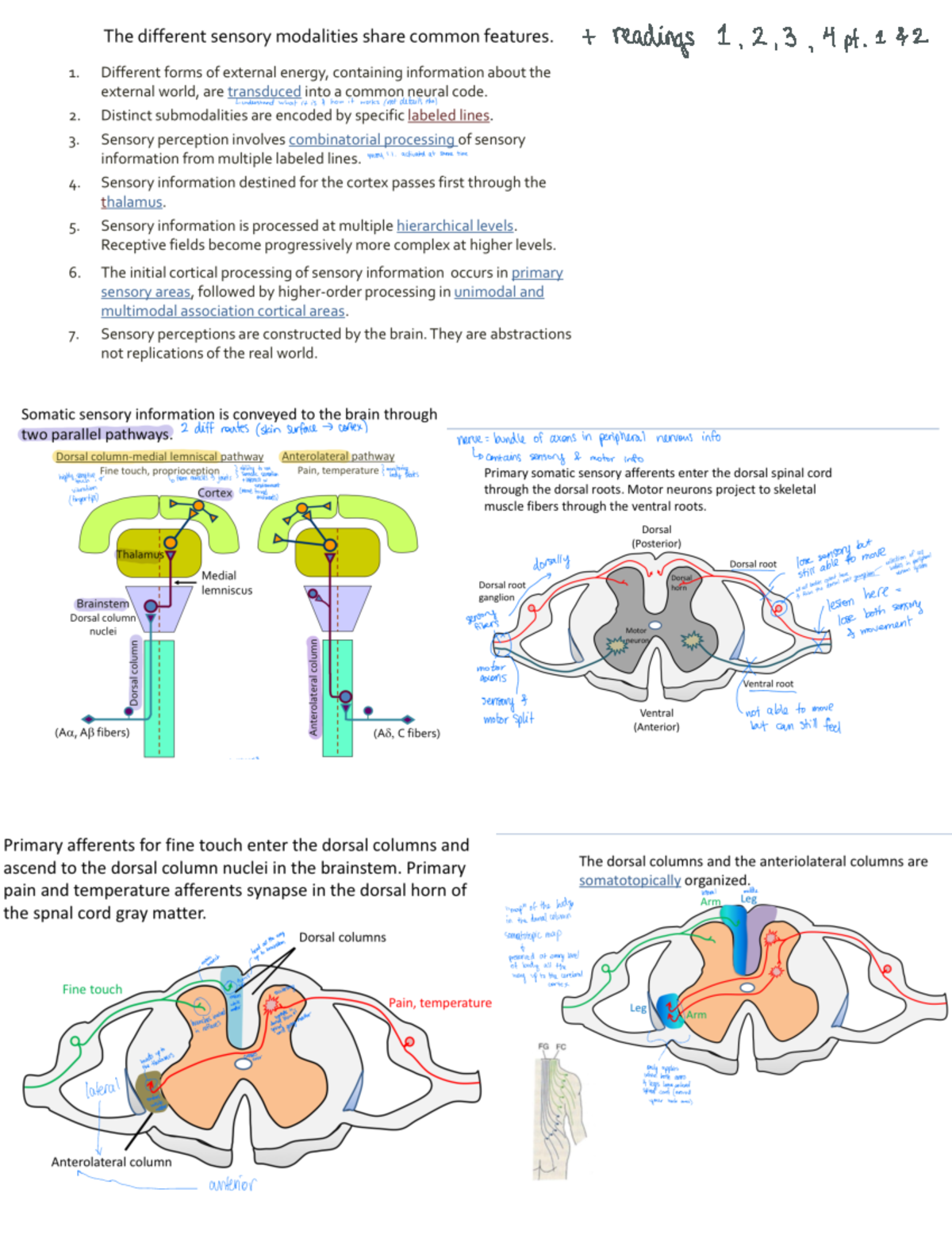 Anat 321 - Summary Circuitry of the Human Brain - Anat 321 - Studocu