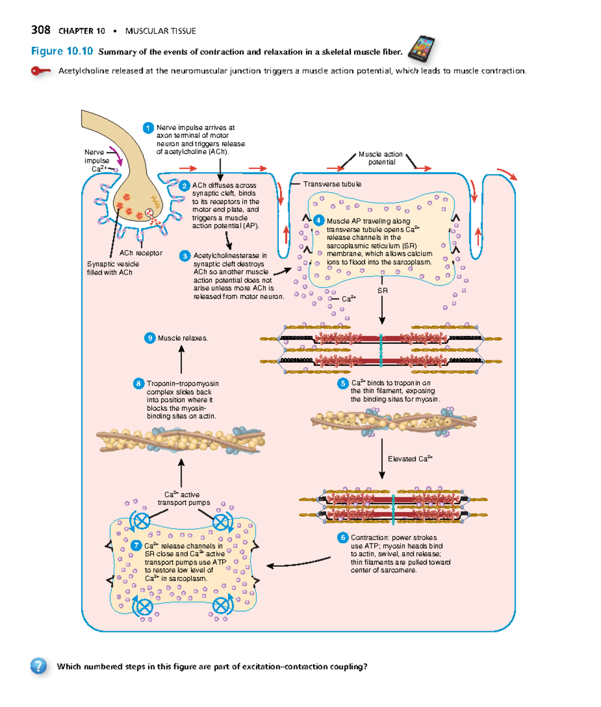 Anatomyand Physiology-114 - 308 CHAPTER 10 • MUSCULAR TISSUE Ca2+ ACh ...