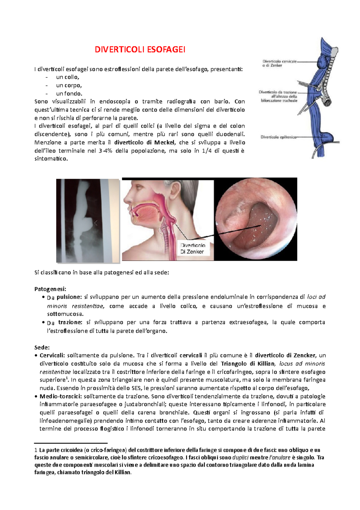 Diverticoli esofagei - Riassunto FISIOPATOLOGIA GENERALE E ...