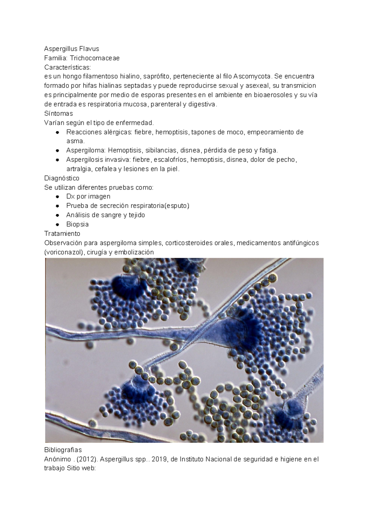 Aspergillus Flavus - Aspergillus Flavus Familia: Trichocomaceae ...
