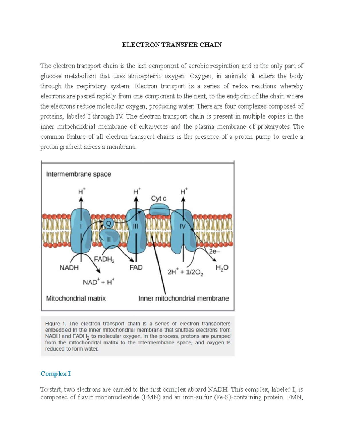 Electron Transfer Chain - ELECTRON TRANSFER CHAIN The electron ...