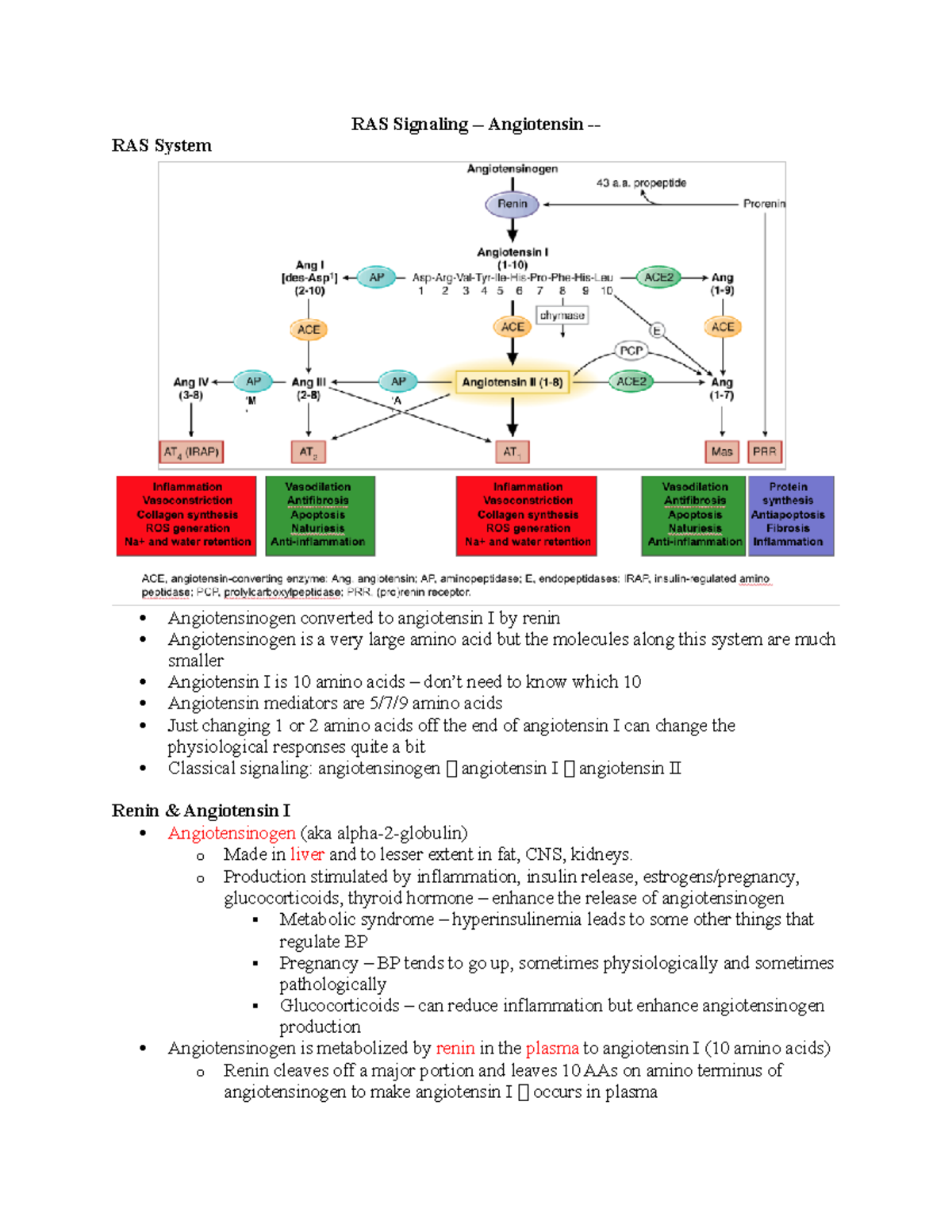 Cardio Exam 1 Part 12 - RAS Signaling - Angiotensin - RAS System ...