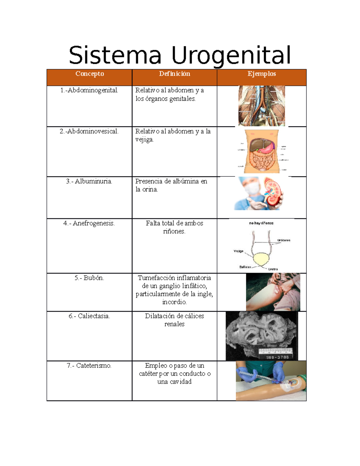 Sistema Urogenital - palabras - Sistema Urogenital Concepto Definición ...