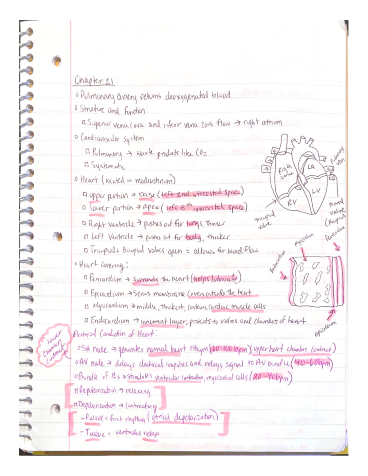Cardiovascular System Assessment - NURS263 - Studocu
