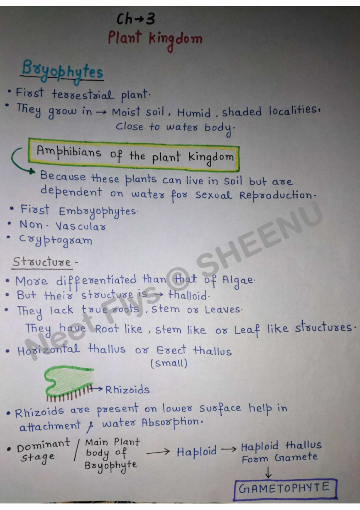 Plant Kingdom Part 3 - Nice notes - Ch 3 Plant kingdom Bryophytes First ...