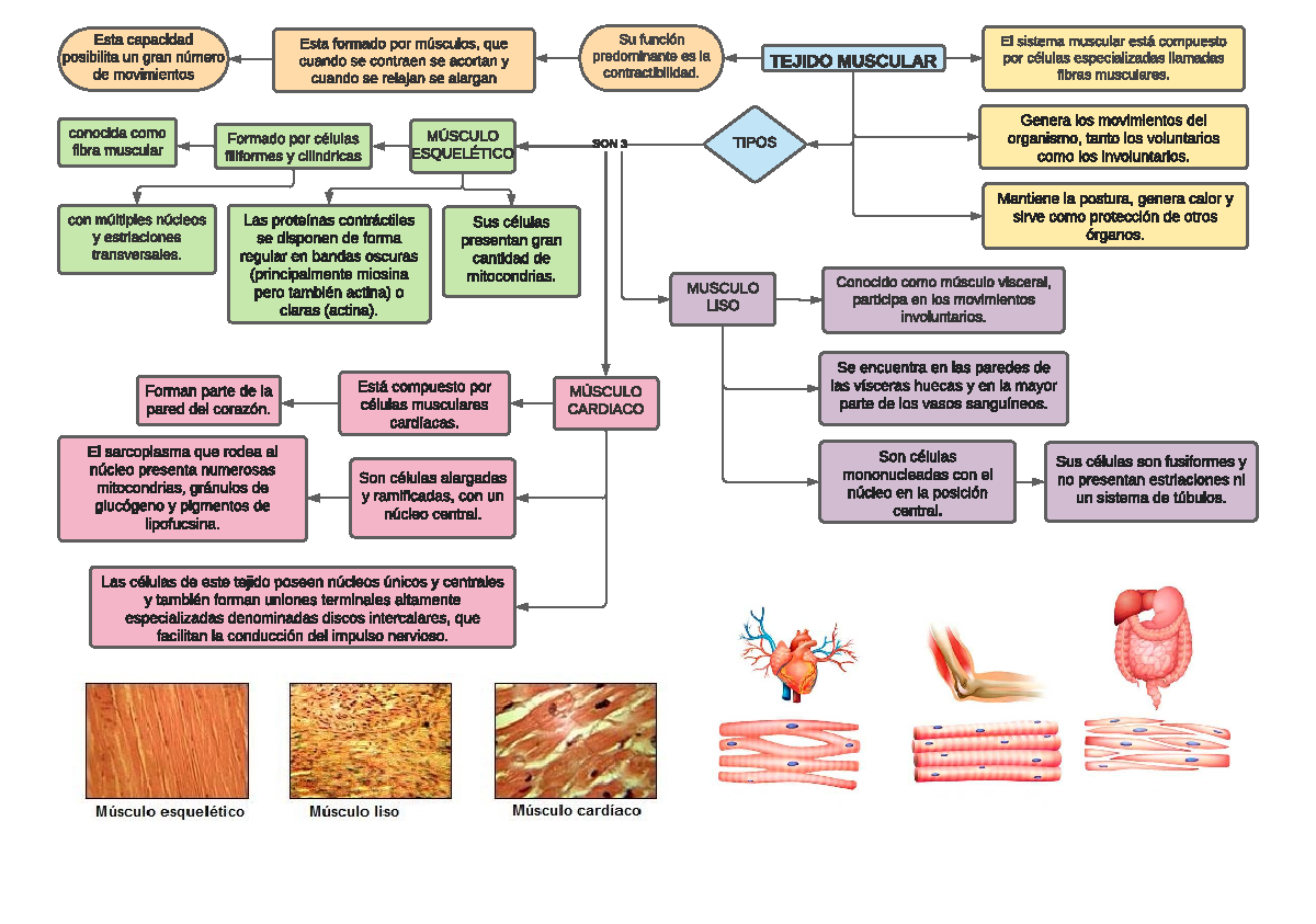 Mapa conceptual del sistema muscular 3 - TEJIDO MUSCULAR Esta formado ...