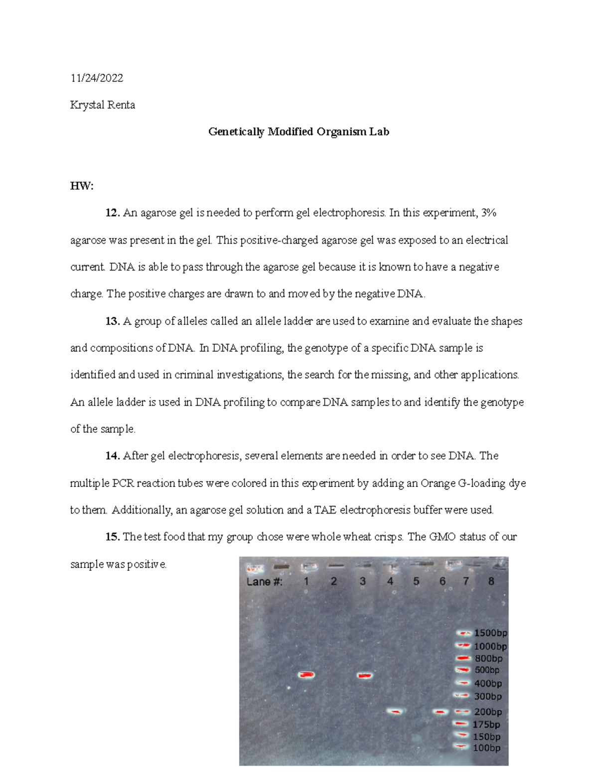 Genetically Modified Organism Lab - 11/24/ Krystal Renta Genetically ...